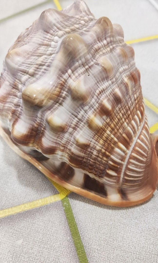 Sea shells display set from Hainan Haikou, Furniture & Home Living ...