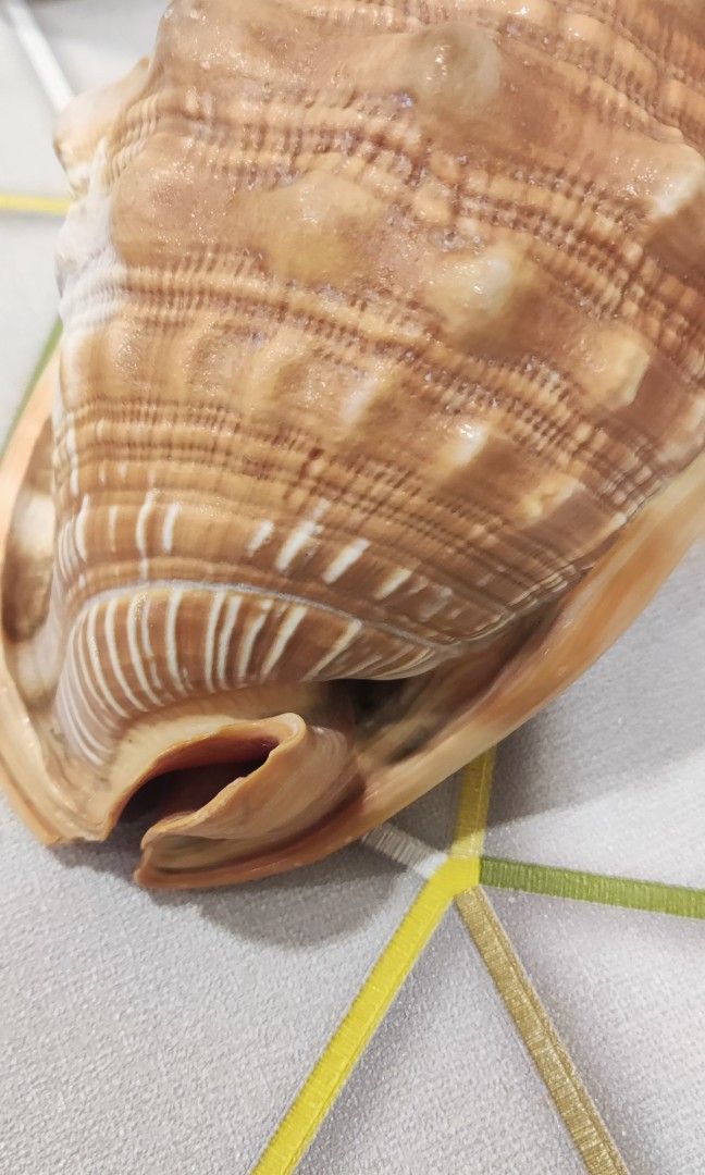 Sea shells display set from Hainan Haikou, Furniture & Home Living ...