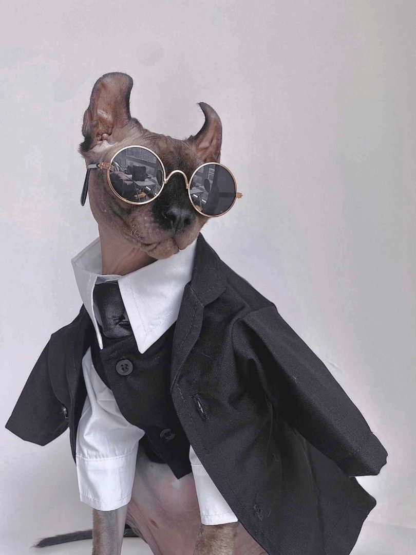 SPHYNX PLANET only Suit it's not full set 無毛貓星球 全套 Pre-order, Pet ...