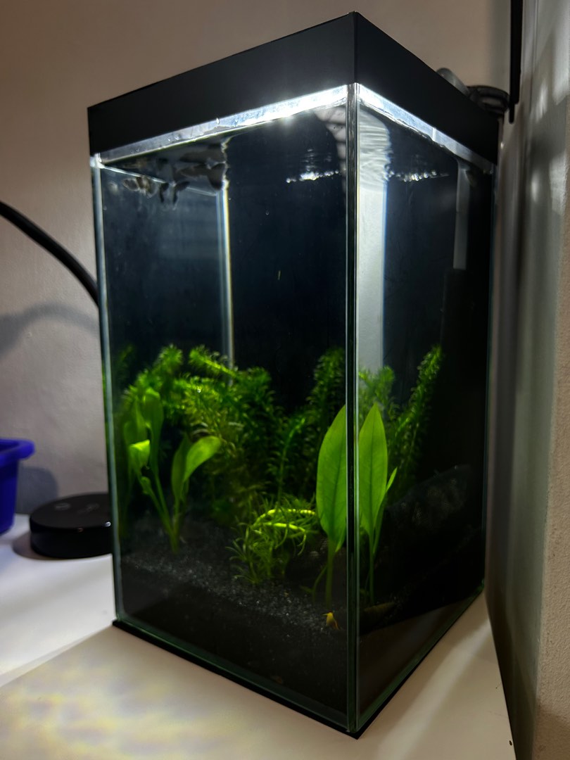 Tall Fish Tank, Pet Supplies, Homes & Other Pet Accessories on Carousell