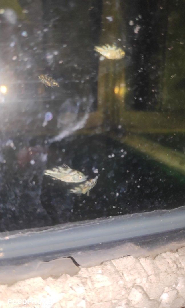 Crescent Grunter (Jarbua Terapon), Pet Supplies, Homes & Other Pet ...