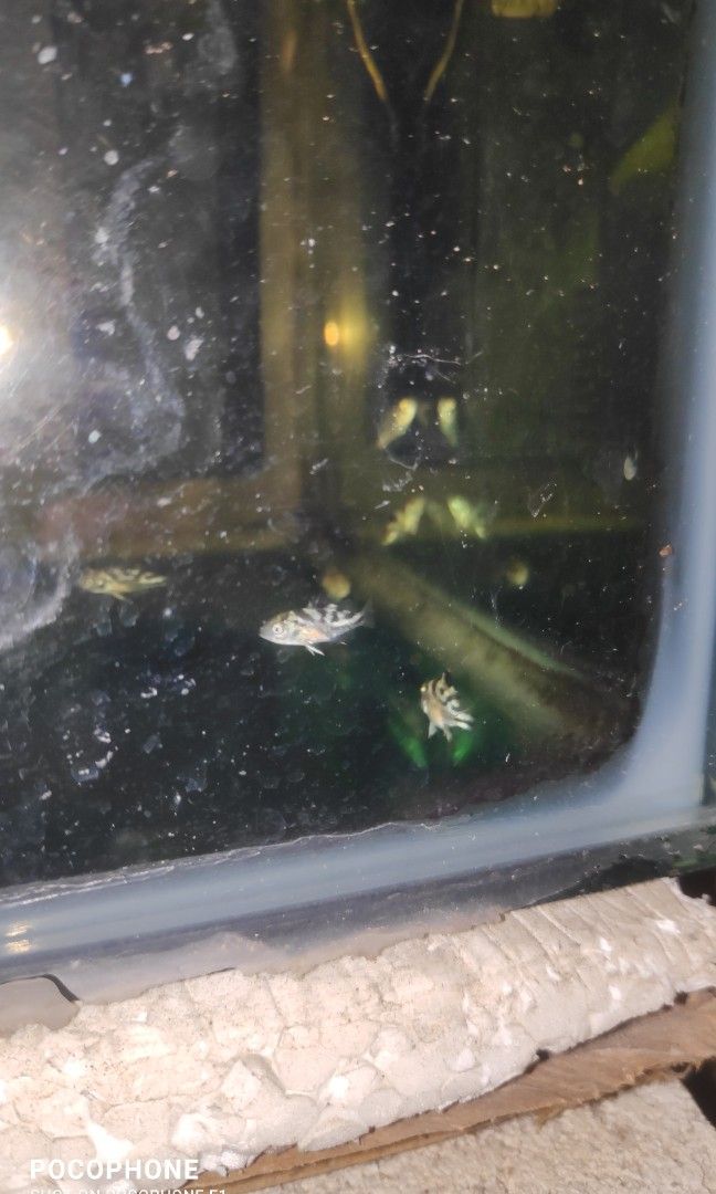 Crescent Grunter (Jarbua Terapon), Pet Supplies, Homes & Other Pet ...