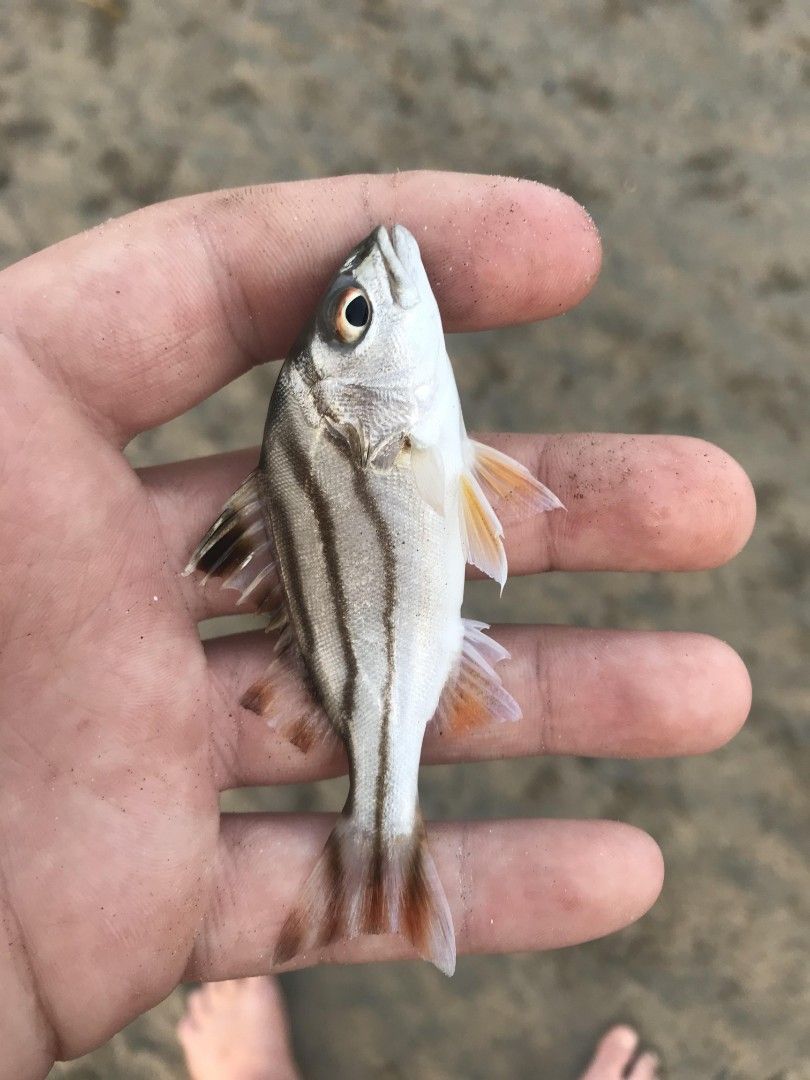 Crescent Grunter (Jarbua Terapon), Pet Supplies, Homes & Other Pet ...