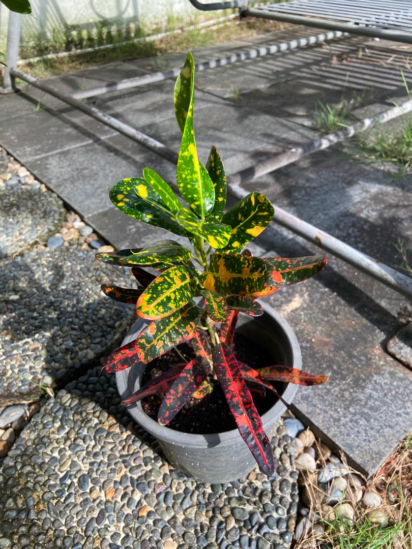 Croton, Furniture & Home Living, Gardening, Plants & Seeds on Carousell