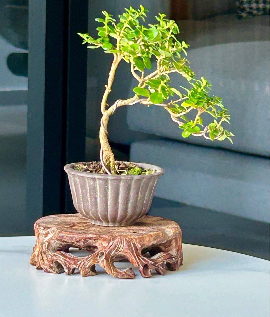 Mini Bonsai Premna Microphylla, Furniture & Home Living, Gardening ...