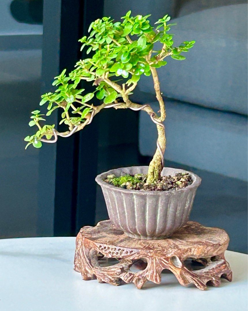 Mini Bonsai Premna Microphylla, Furniture & Home Living, Gardening ...