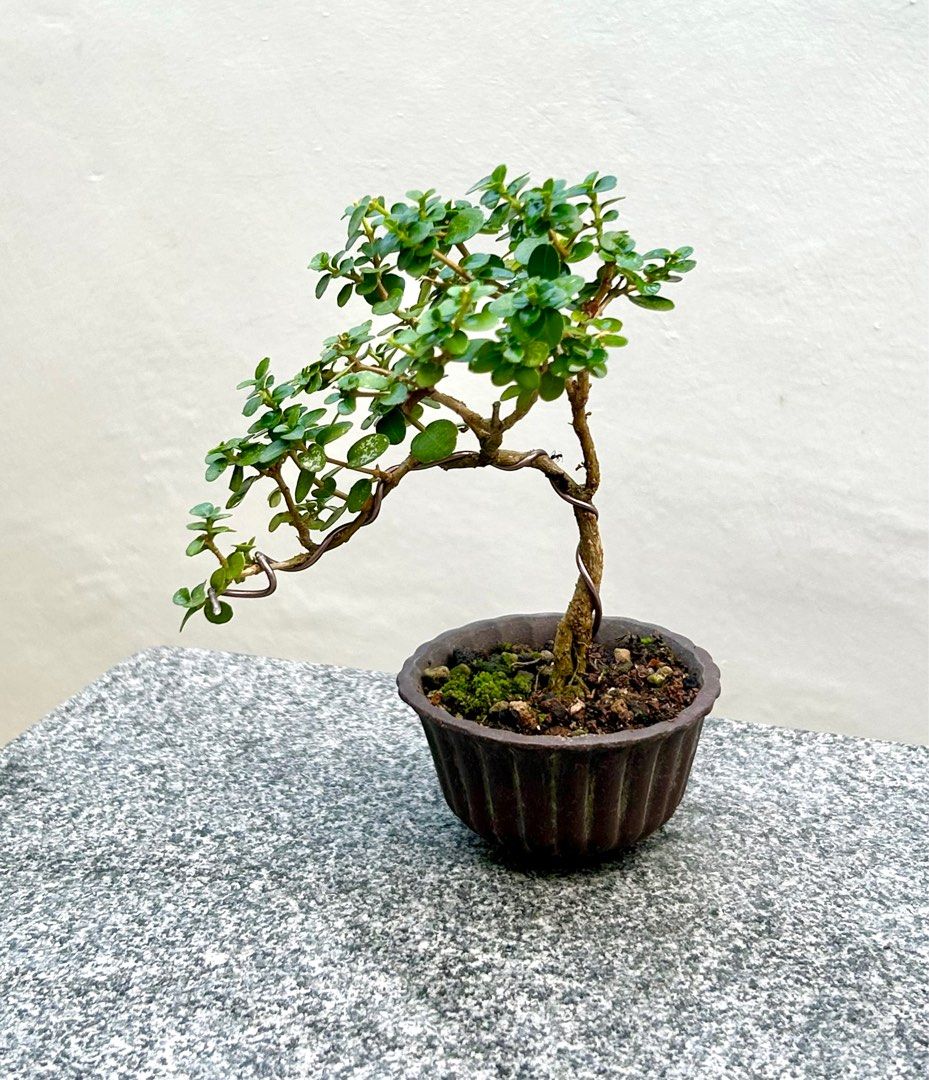Mini Bonsai Premna Microphylla, Furniture & Home Living, Gardening ...
