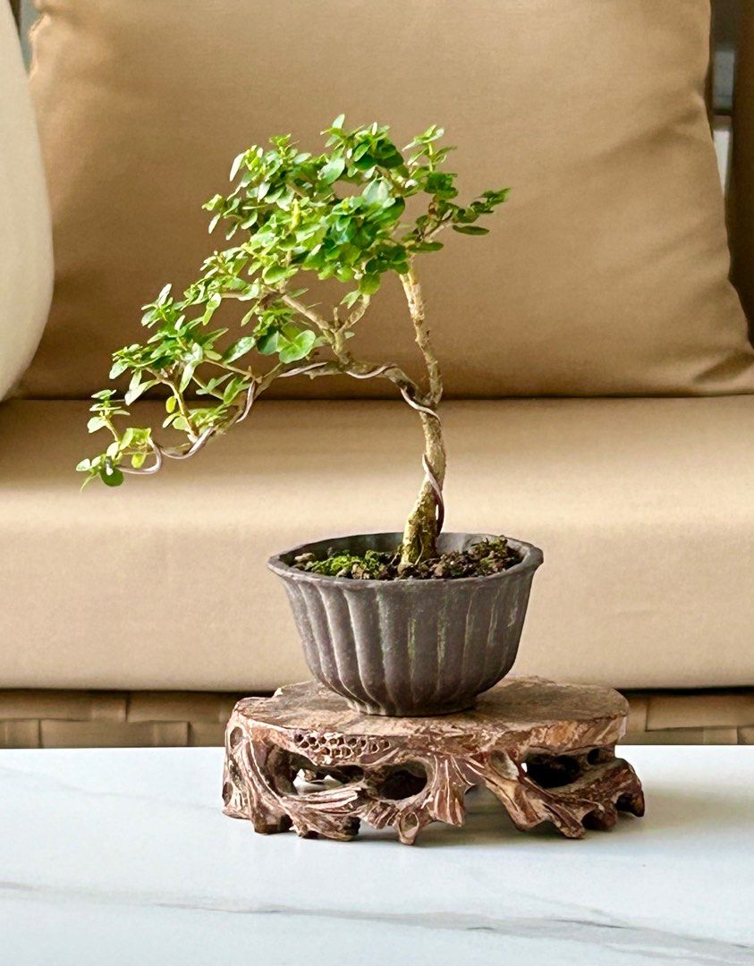 Mini Bonsai Premna Microphylla, Furniture & Home Living, Gardening ...