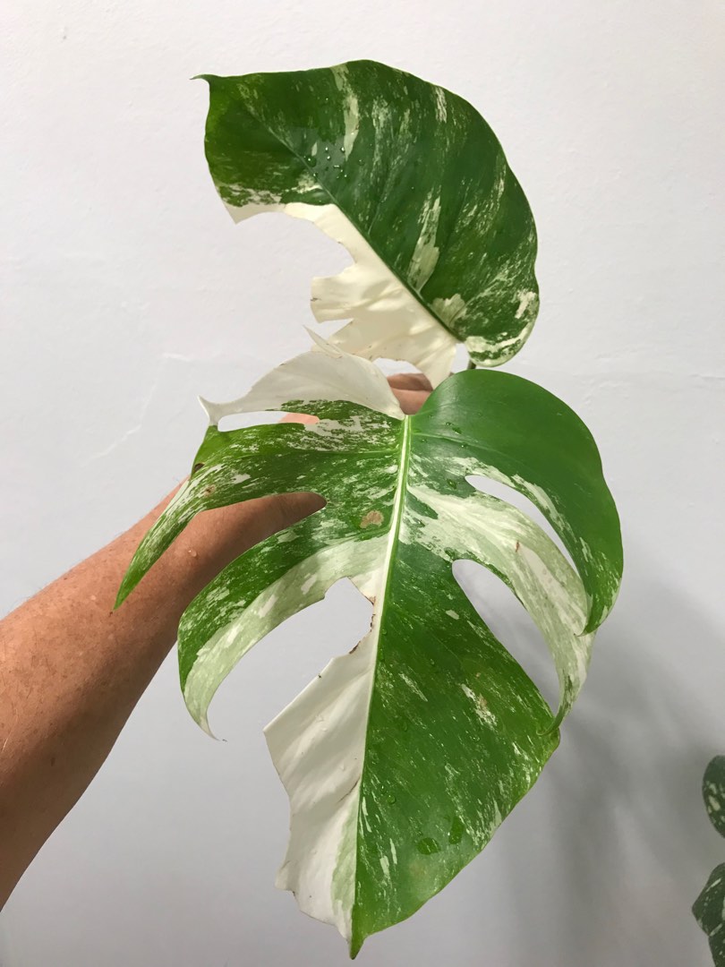 Monstera Borsigiana Albo variegated, Furniture & Home Living, Gardening ...