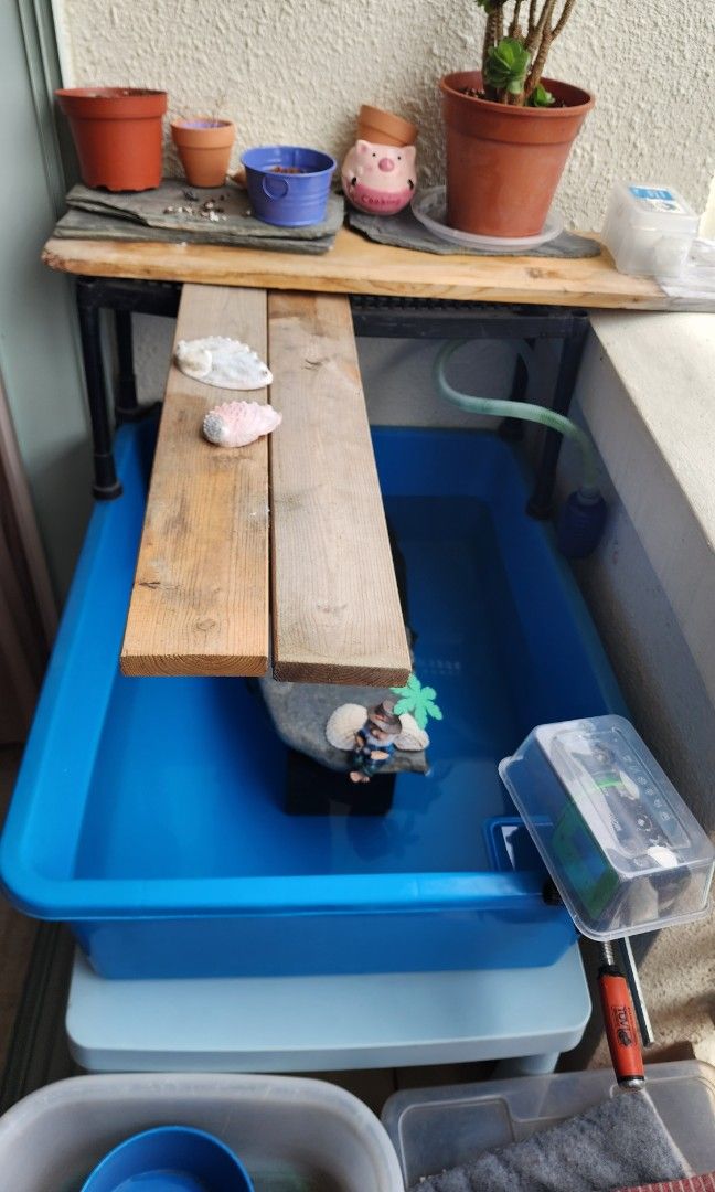 Terapin tank, Pet Supplies, Homes & Other Pet Accessories on Carousell