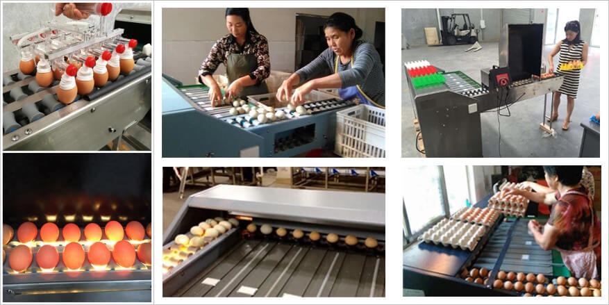 4000pcs/h Automatic Small Scale Grader Sort Egg Grade Machine by Weight ...