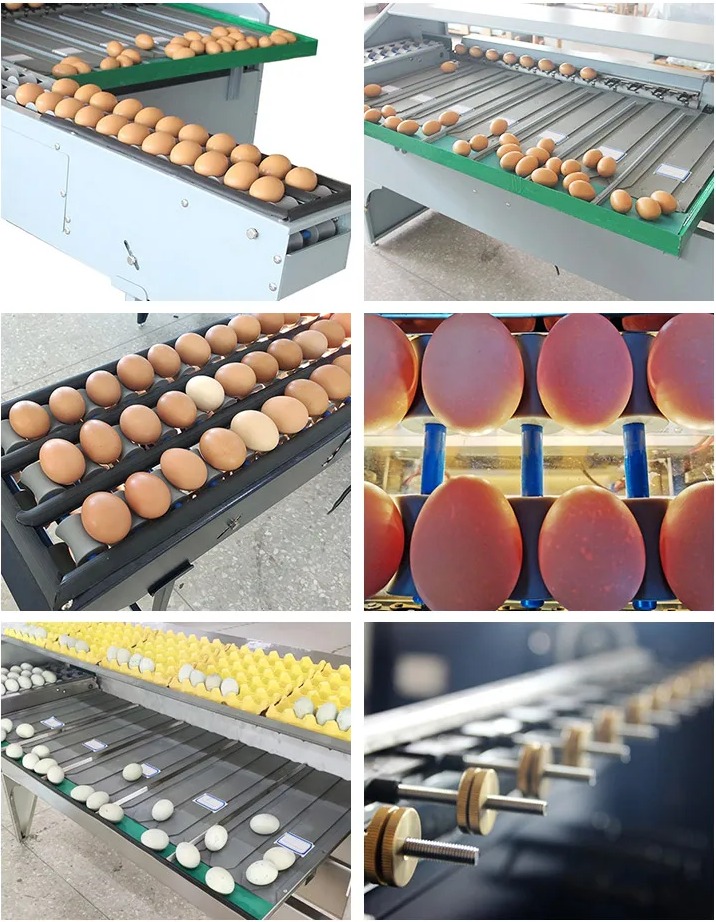 4000pcs/h Automatic Small Scale Grader Sort Egg Grade Machine by Weight ...