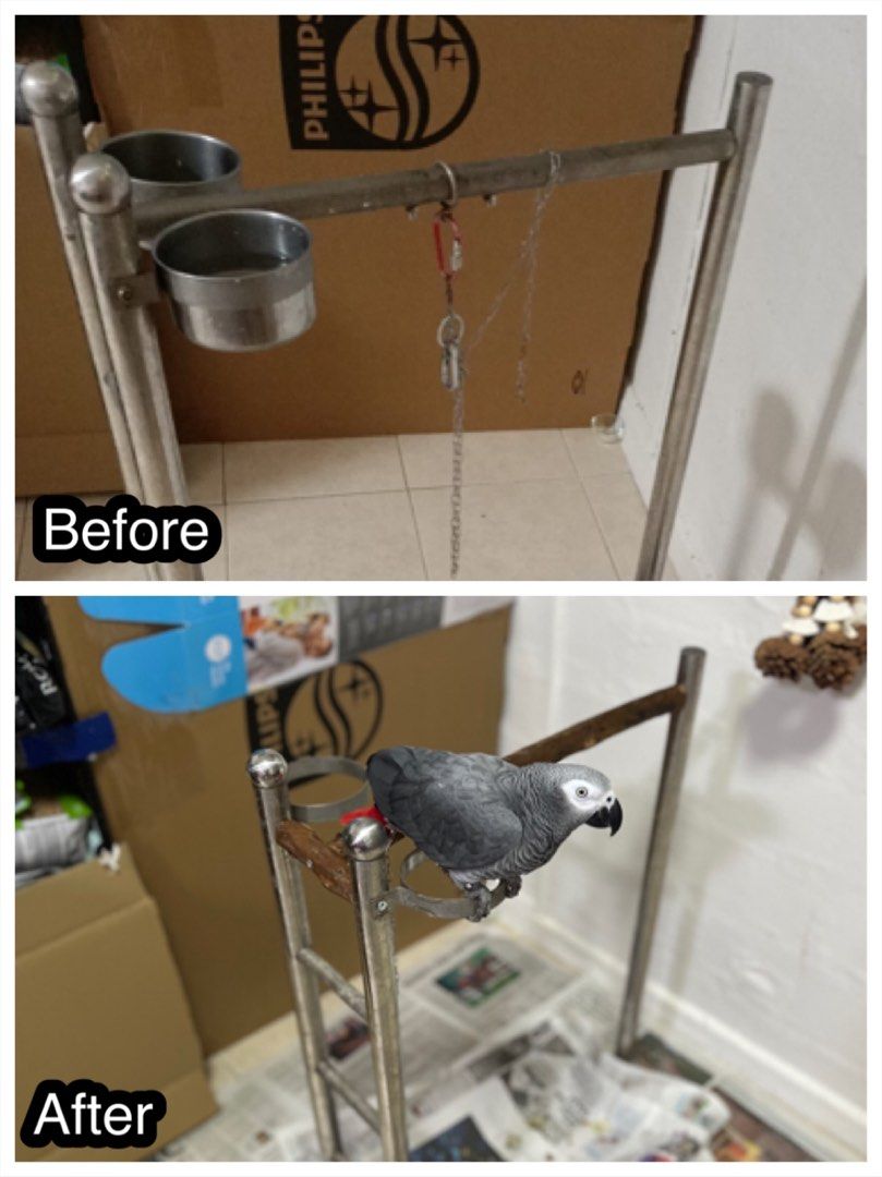 Parrot Perch Installation, Lifestyle Services, Pet Care Services on ...