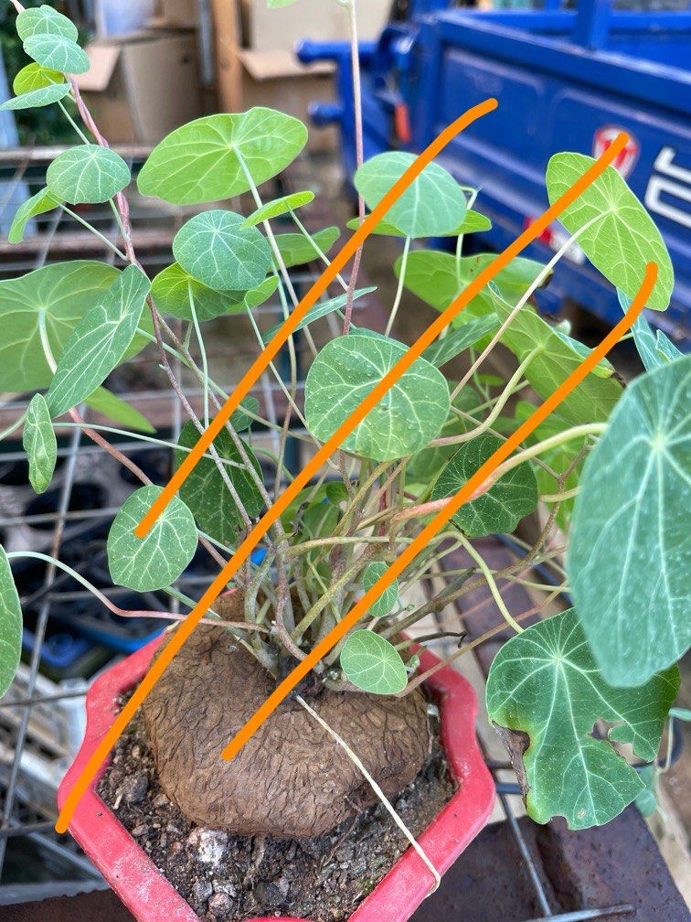 Stephania plants, Furniture & Home Living, Gardening, Plants & Seeds on ...