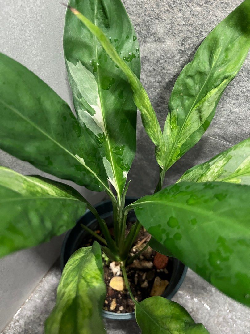Variegated Peace Lily, Furniture & Home Living, Gardening, Plants ...