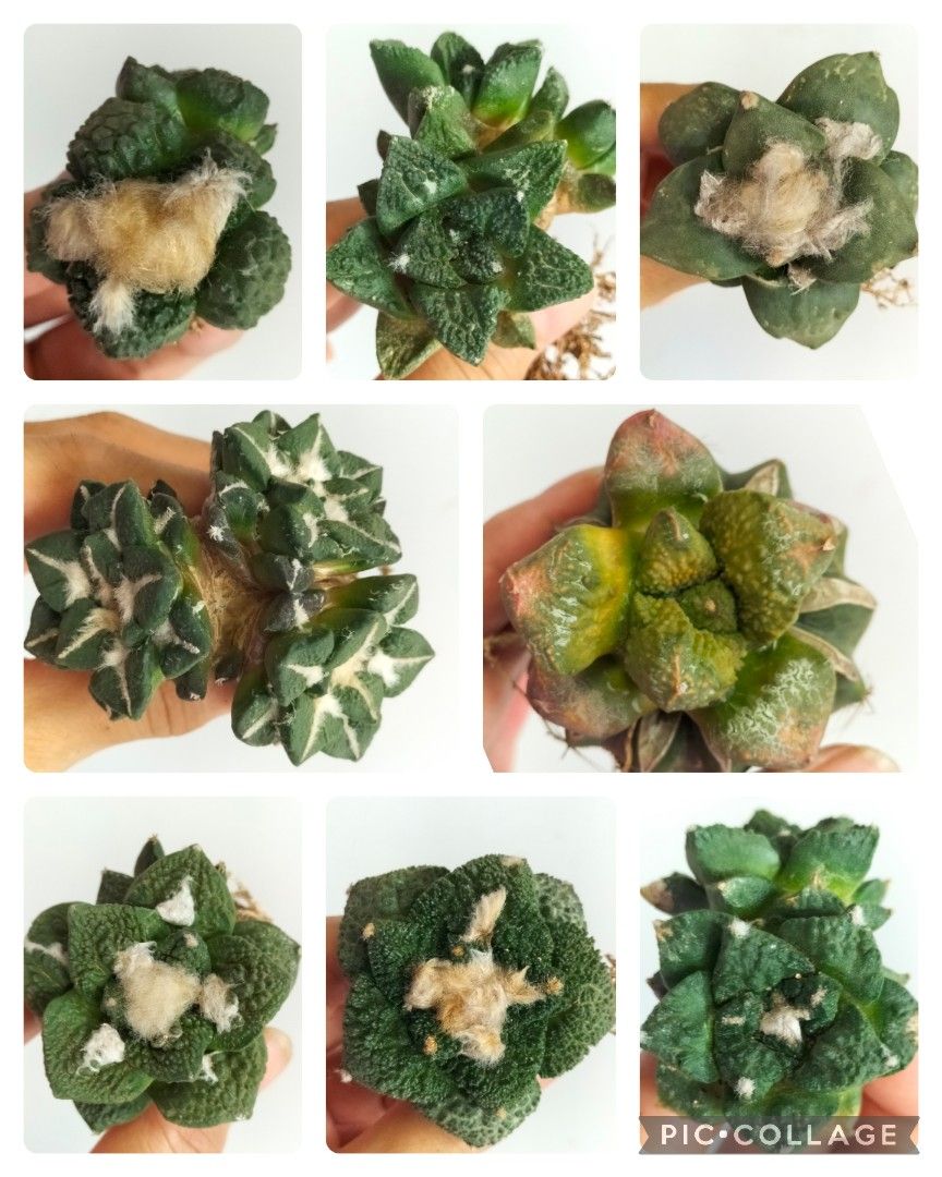 1) Grafted Ariocarpus Godzilla Maruibo variegated, 2) Ariocarpus ...