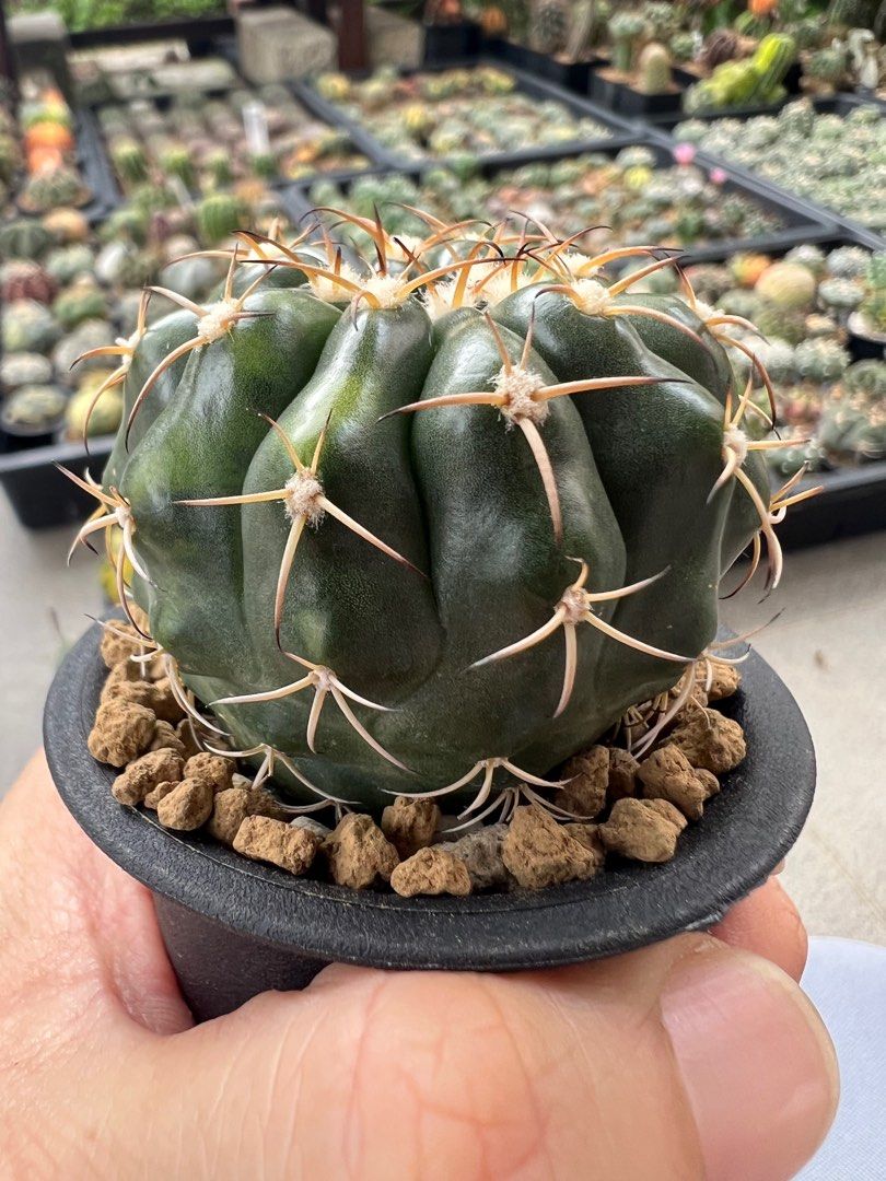 Discocactus heptacanthus, Furniture & Home Living, Gardening, Plants ...