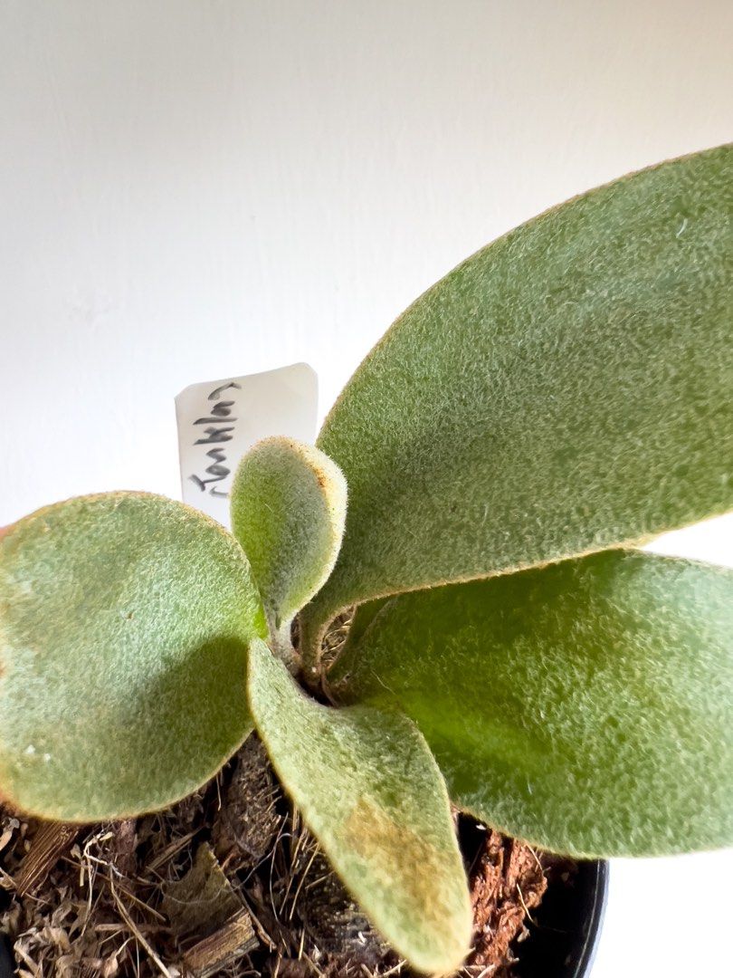 Platycerium Hakuna Matata, Furniture & Home Living, Gardening, Plants ...