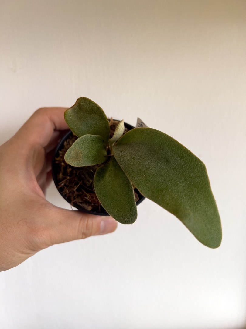 Platycerium Hakuna Matata, Furniture & Home Living, Gardening, Plants ...