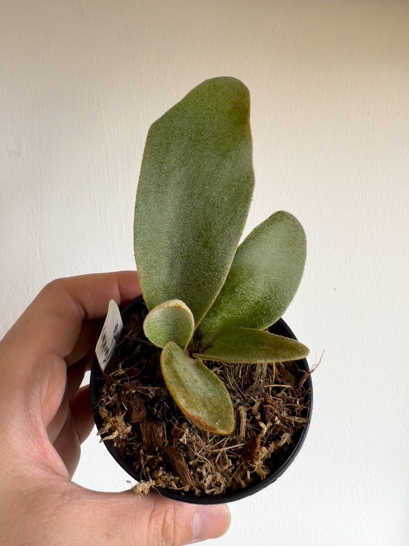 Platycerium Hakuna Matata, Furniture & Home Living, Gardening, Plants ...