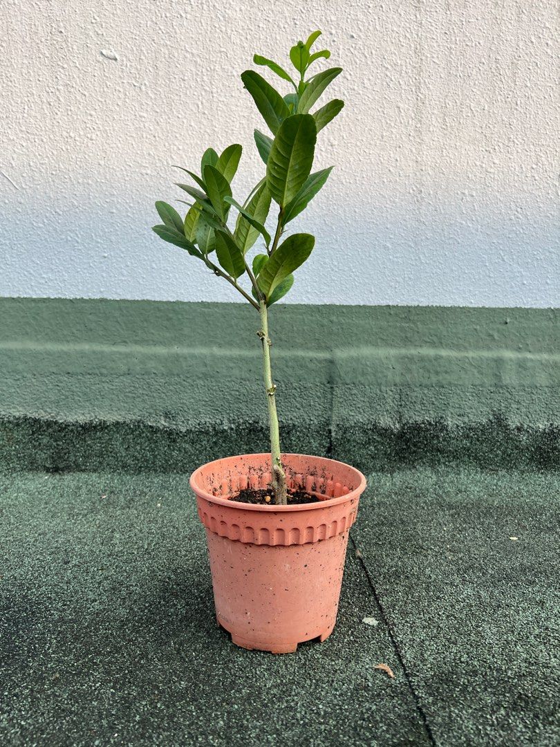 Baby Lemon trees, Furniture & Home Living, Gardening, Plants & Seeds on ...