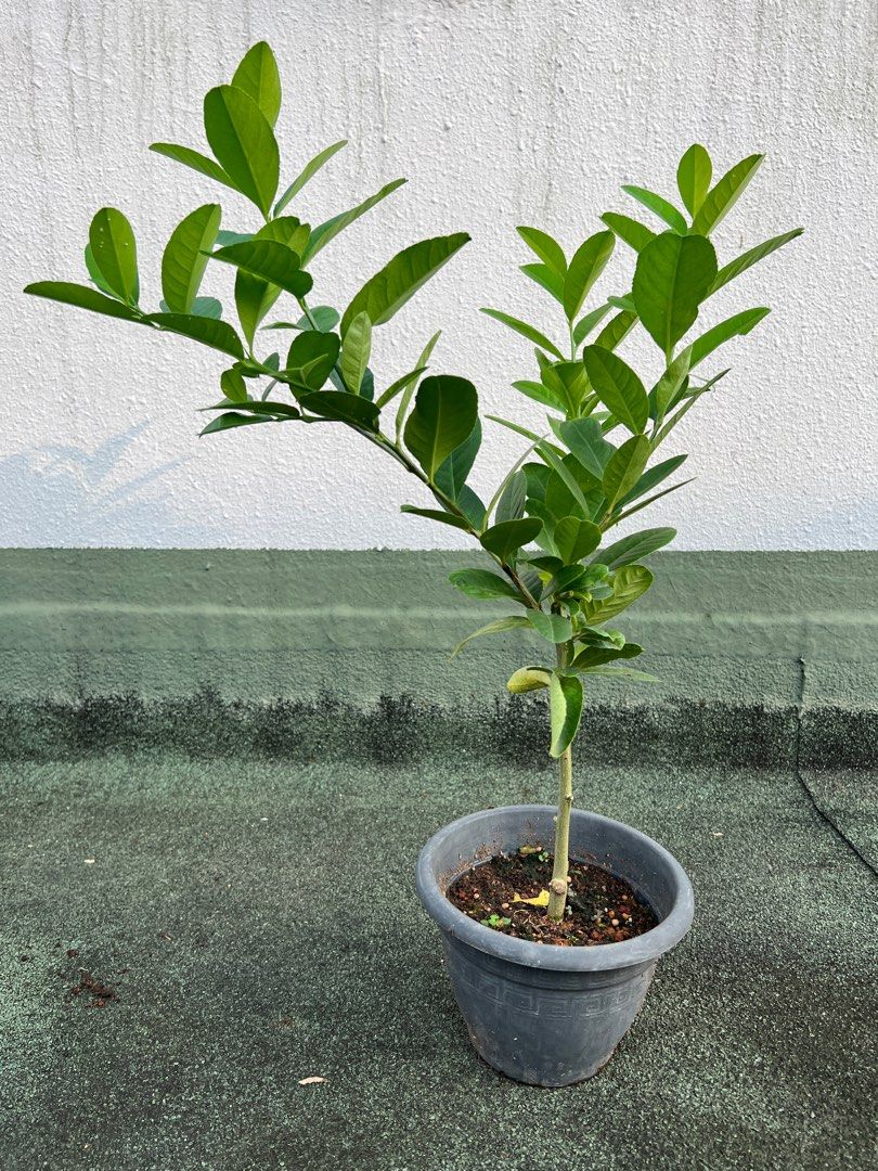 Baby Lemon trees, Furniture & Home Living, Gardening, Plants & Seeds on ...