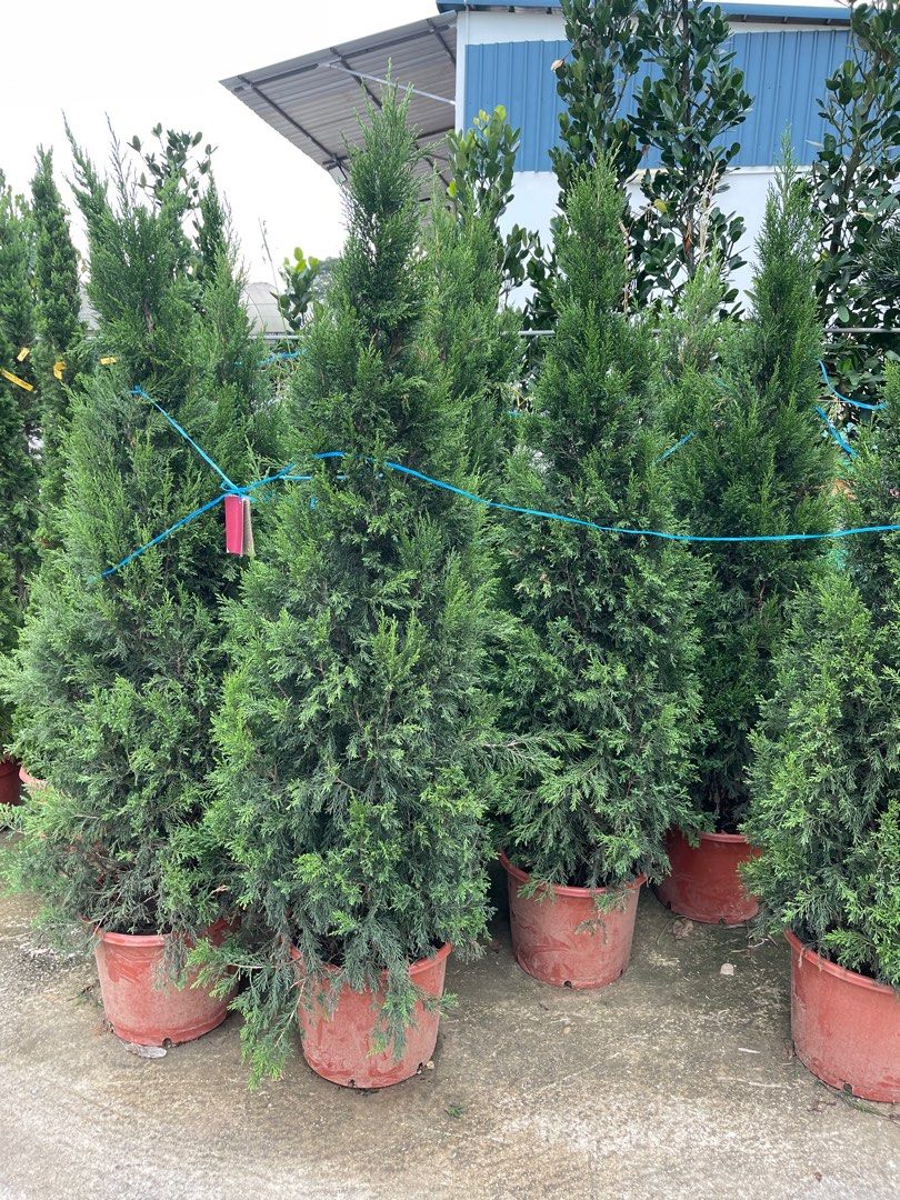 Christmas trees junipers pine 2-2.3meter height live plant free ...