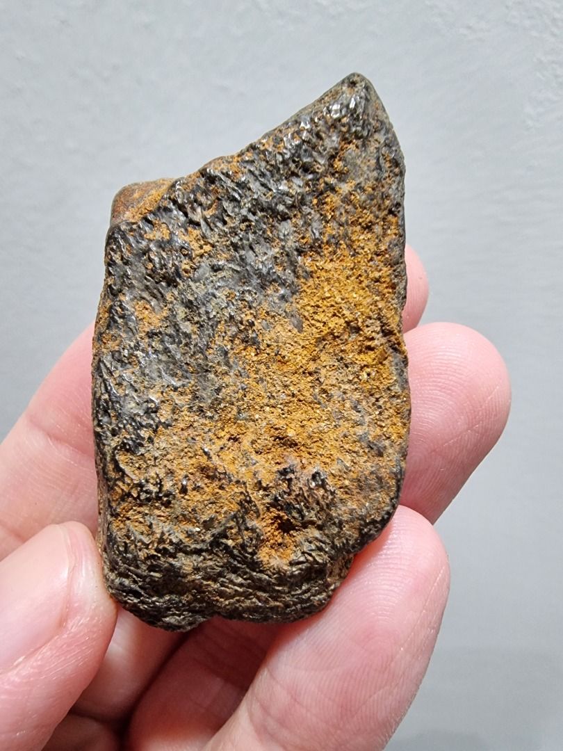 Dinosaur Diplodocid jaw fossil, Hobbies & Toys, Memorabilia ...
