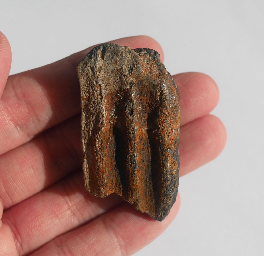 Dinosaur Diplodocid jaw fossil, Hobbies & Toys, Memorabilia ...