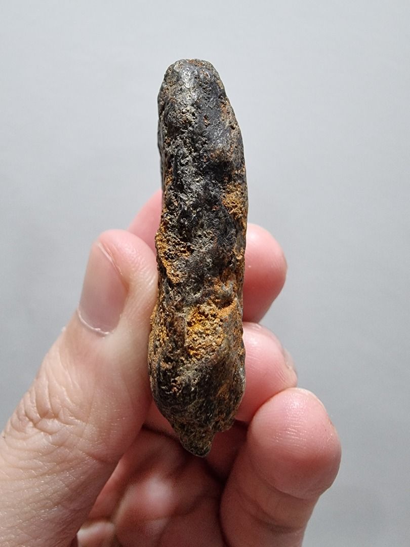 Dinosaur Diplodocid jaw fossil, Hobbies & Toys, Memorabilia ...