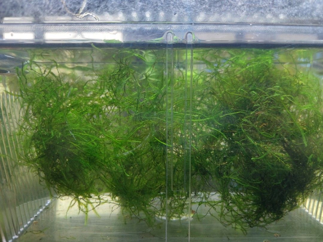 Java moss, Aquatic plants, Pet Supplies, Homes & Other Pet Accessories ...