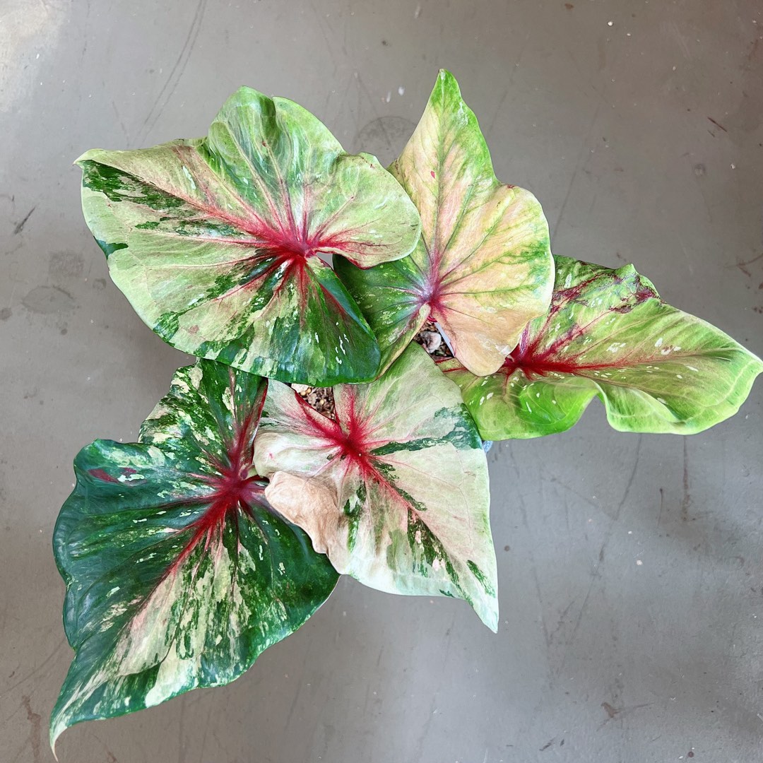Jumbo Caladium / variegated foliage , Furniture & Home Living ...
