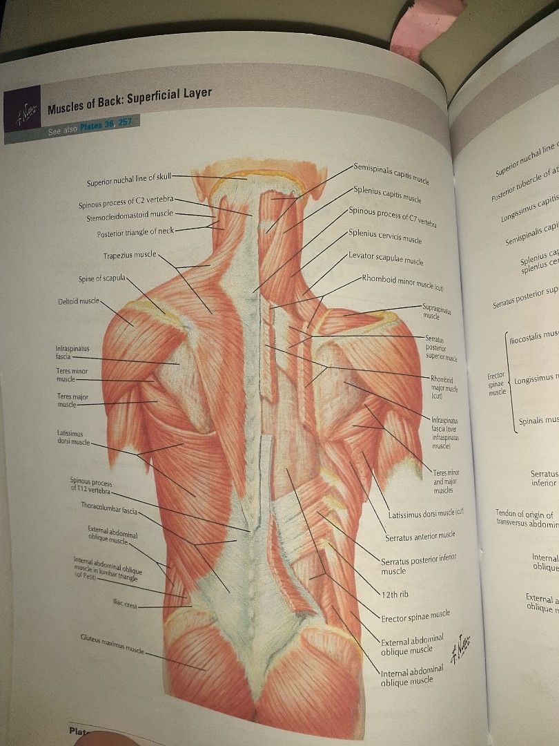 Netter Atlas of Human Anatomy (7th ed), Hobbies & Toys, Books ...