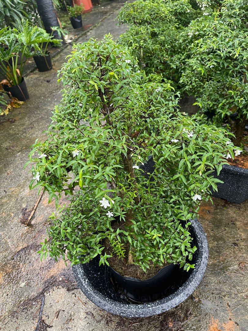 Wrightia religiosa water jasmine bonsai medium plant size real live ...