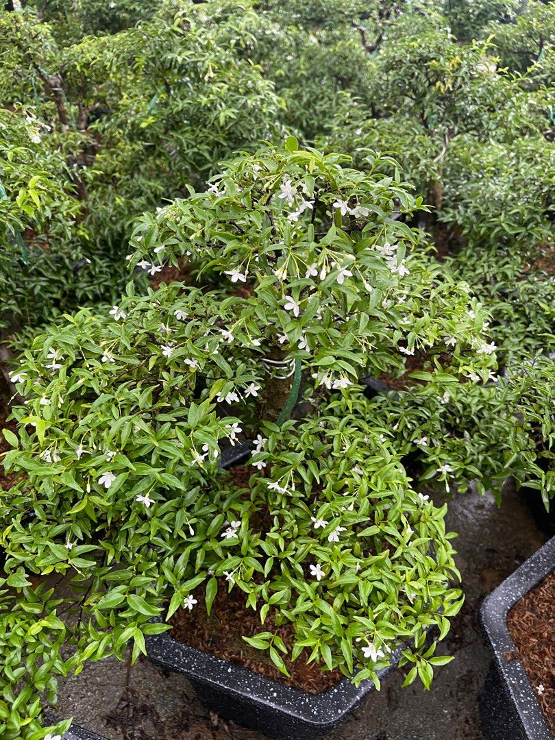 Wrightia religiosa water jasmine bonsai medium plant size real live ...