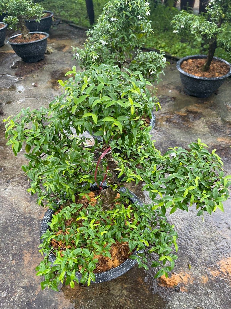 Wrightia religiosa water jasmine bonsai medium plant size real live ...