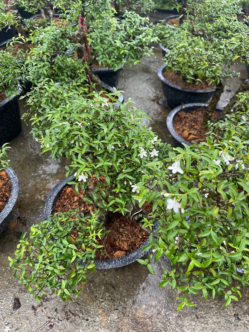 Wrightia religiosa water jasmine bonsai medium plant size real live ...