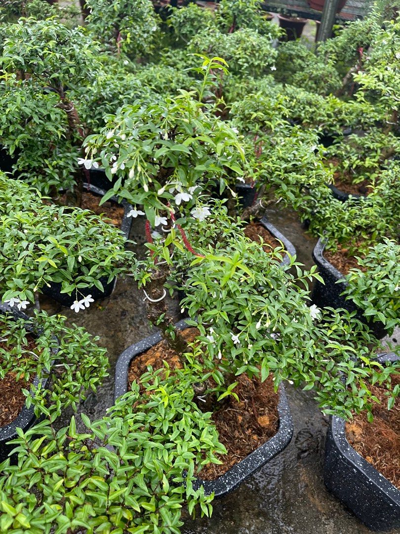 Wrightia religiosa water jasmine bonsai medium plant size real live ...