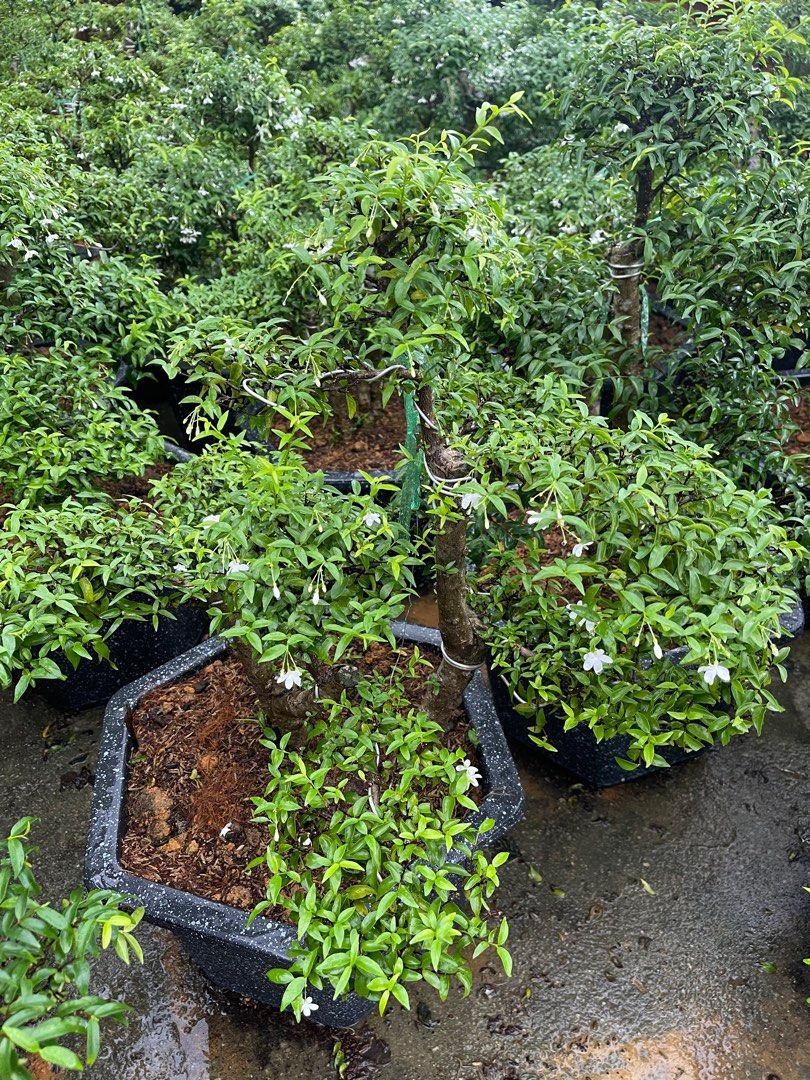 Wrightia religiosa water jasmine bonsai medium plant size real live ...