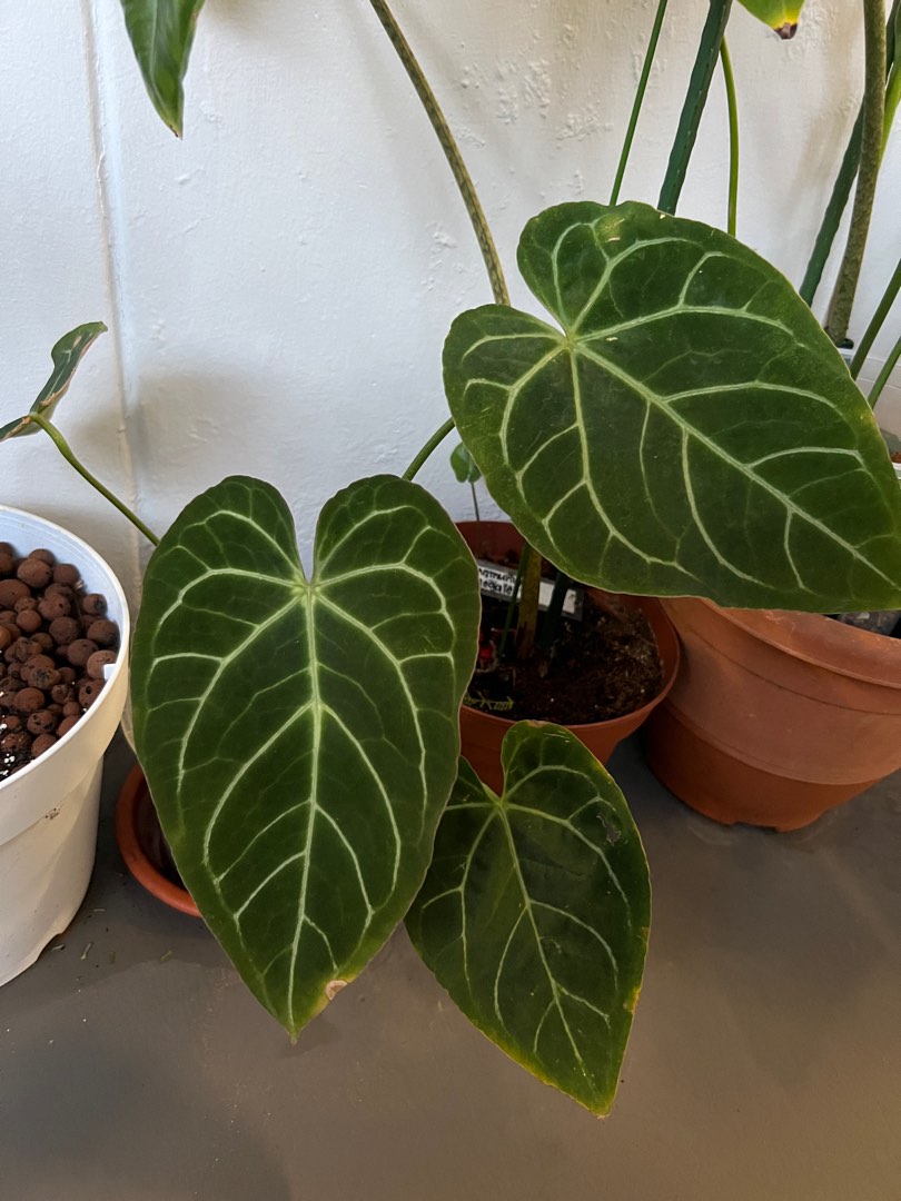 Anthurium Crystallinum, Furniture & Home Living, Gardening, Plants ...