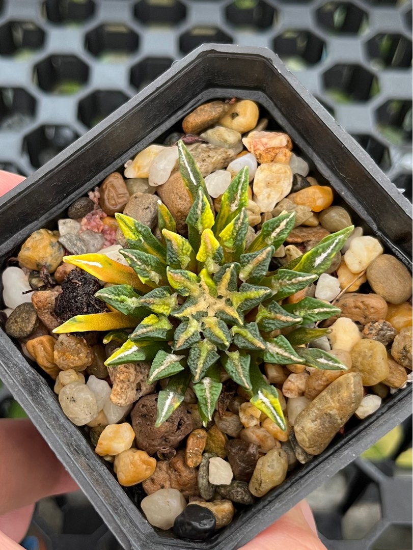 ariocarpus kotschoubeyanus variegated, Furniture & Home Living ...