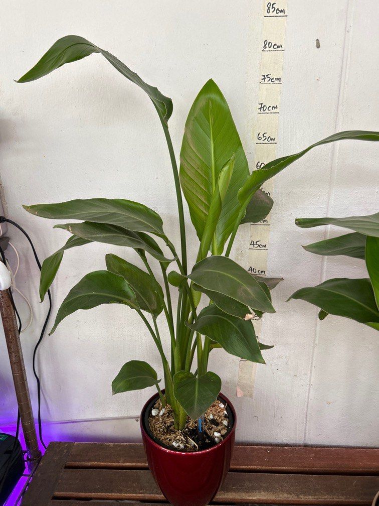 Bird Of Paradise/ Strelitzia Reginae Aiton in self watering pot $28 ...