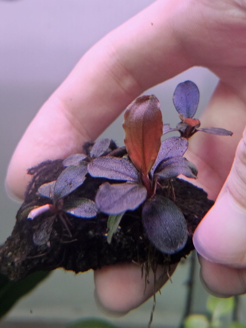 Bucephalandra brownie helena|buce bucep|aquatic aquarium fresh live ...