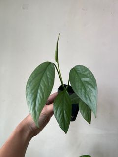 Epipremnum Pinnatum Mint, Furniture & Home Living, Gardening, Plants ...