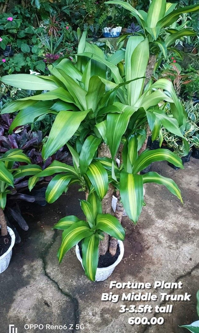 Fortune Plant Big Trunk, Furniture & Home Living, Gardening, Plants ...