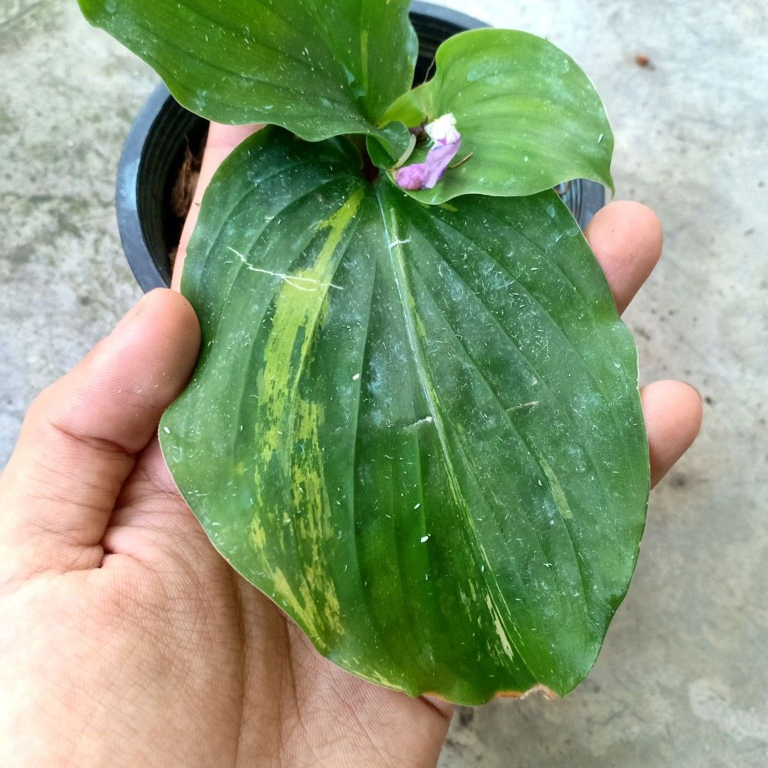 Kaempferia sp Aurea, Furniture & Home Living, Gardening, Plants & Seeds ...