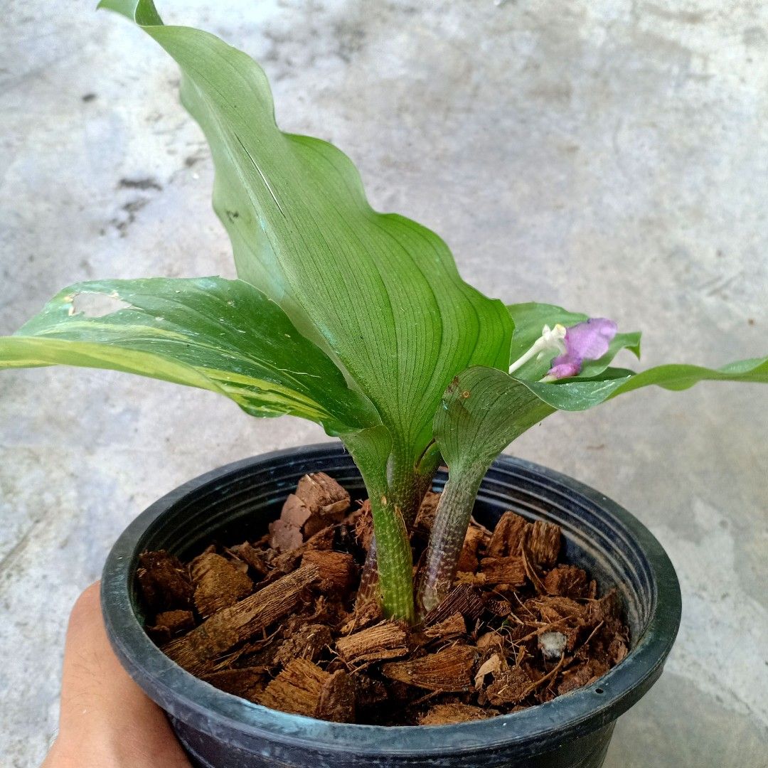 Kaempferia sp Aurea, Furniture & Home Living, Gardening, Plants & Seeds ...