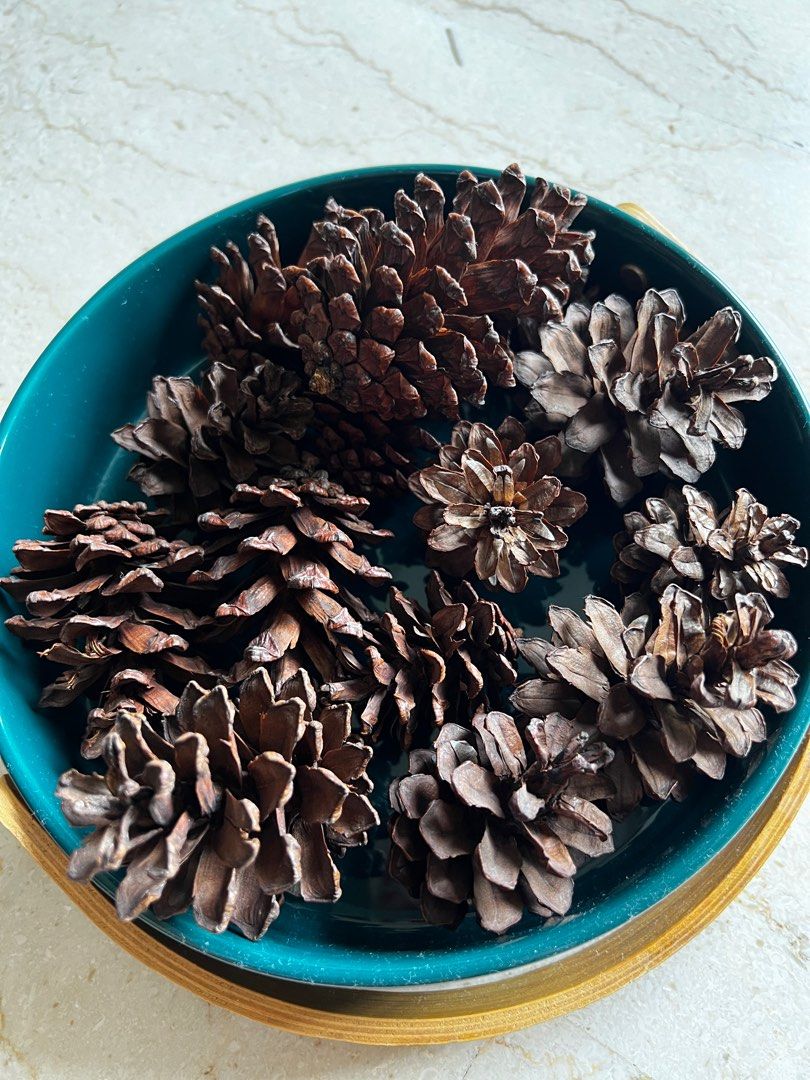 Pine cones dried, Furniture & Home Living, Home Decor, Artificial ...