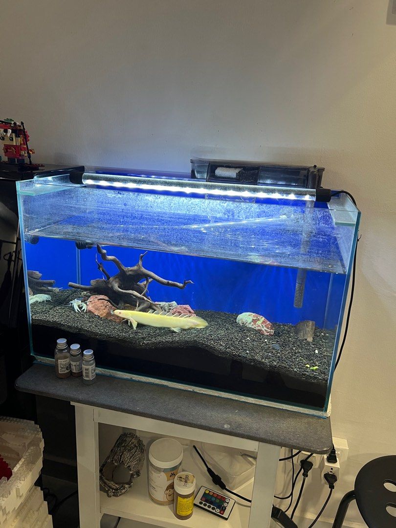 2 feet tank, Pet Supplies, Homes & Other Pet Accessories on Carousell