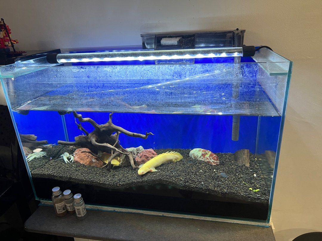 2 feet tank, Pet Supplies, Homes & Other Pet Accessories on Carousell